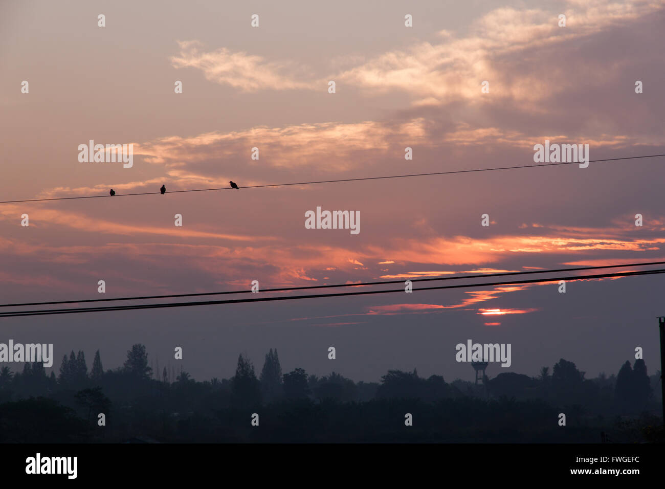 Bird placed on cable wire in the morning Stock Photo - Alamy