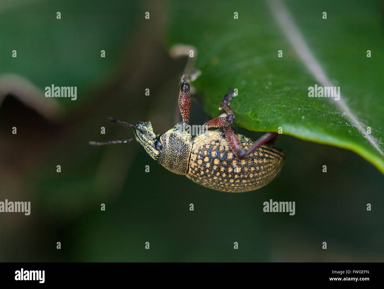 Australian weevils hi-res stock photography and images - Alamy