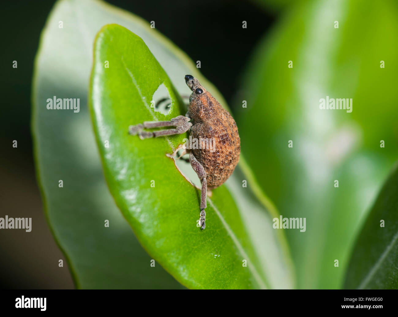 Native Weevil (Catasarcus sp.), Western Australia, Australia Stock ...