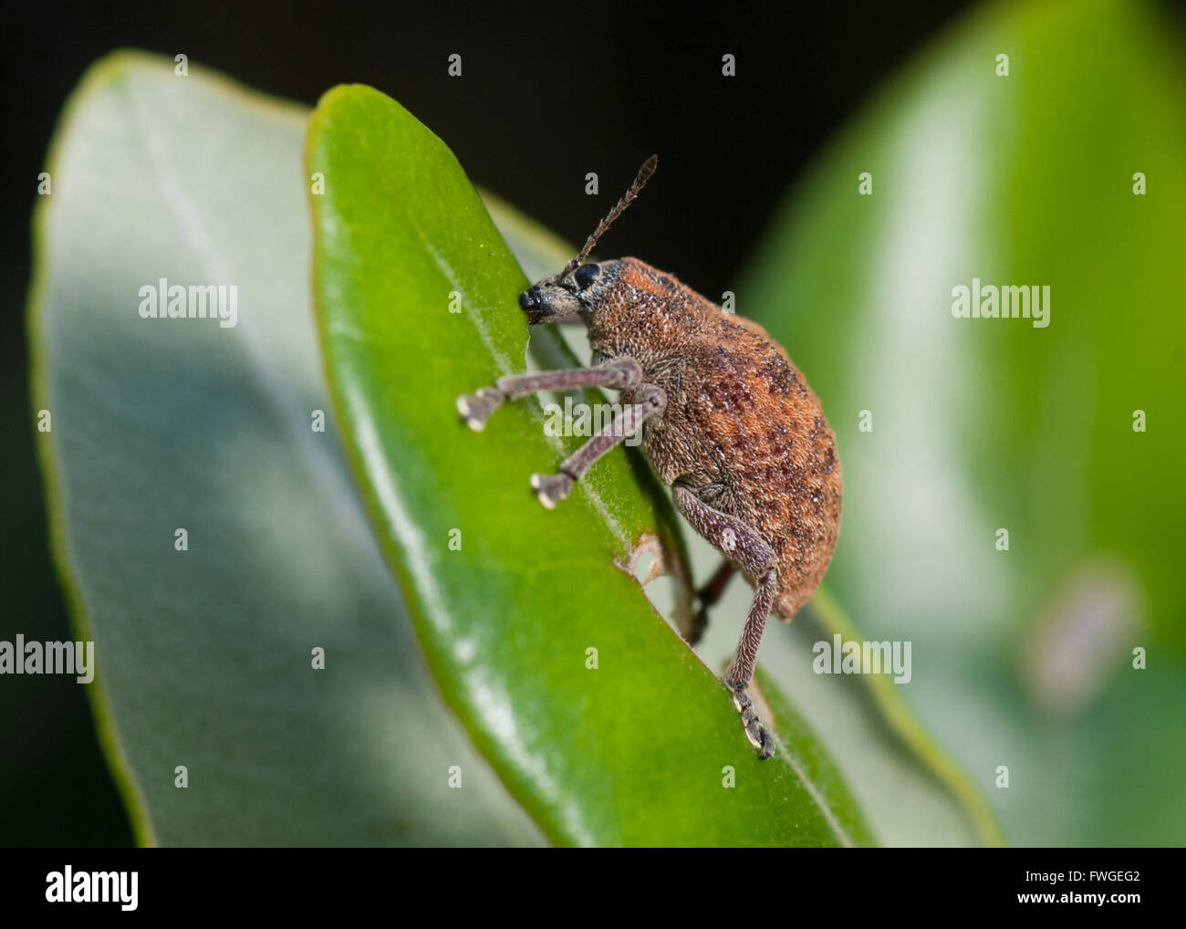 Native Weevil (Catasarcus sp.), Western Australia, Australia Stock Photo - Alamy