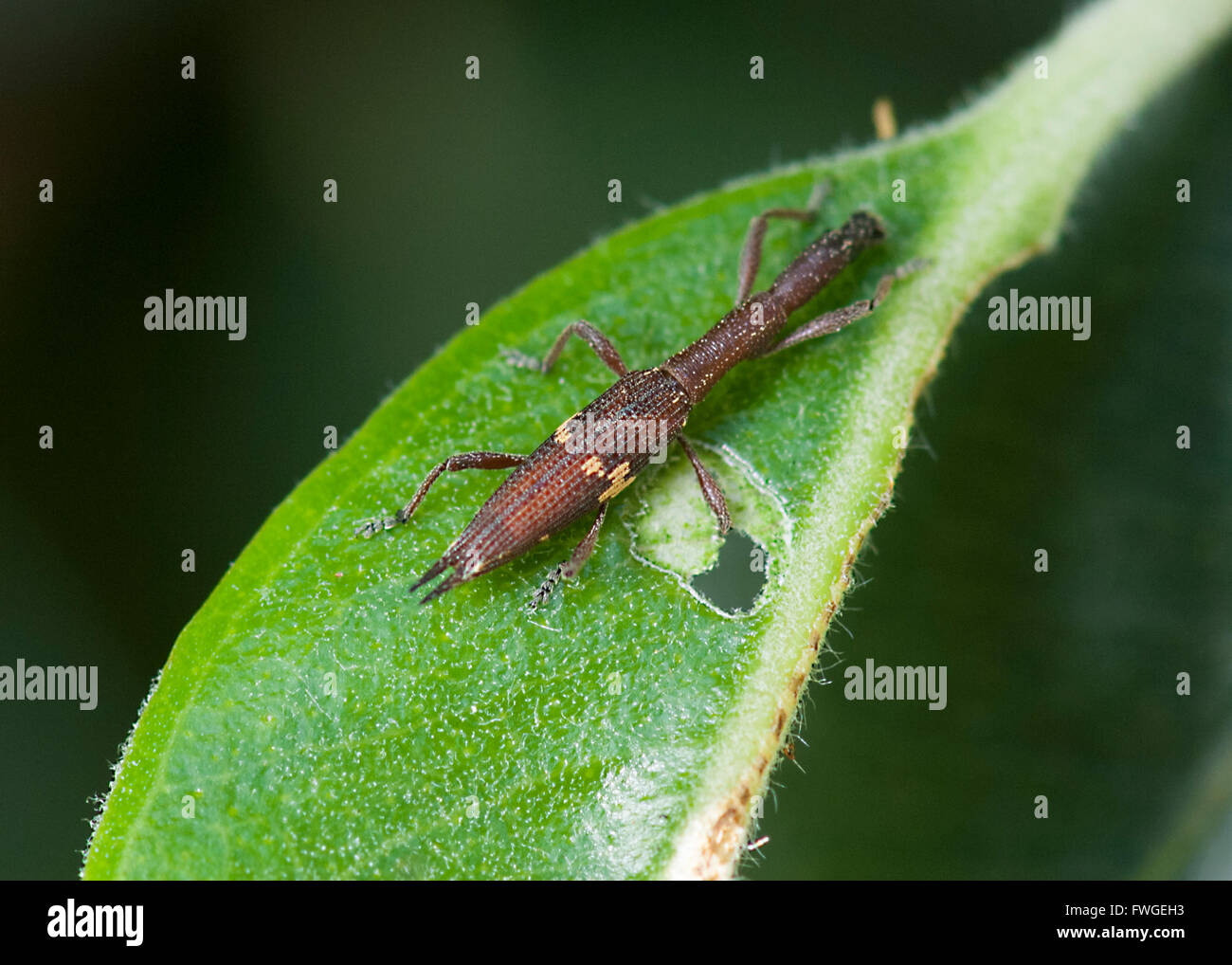Australian weevil hi-res stock photography and images - Alamy