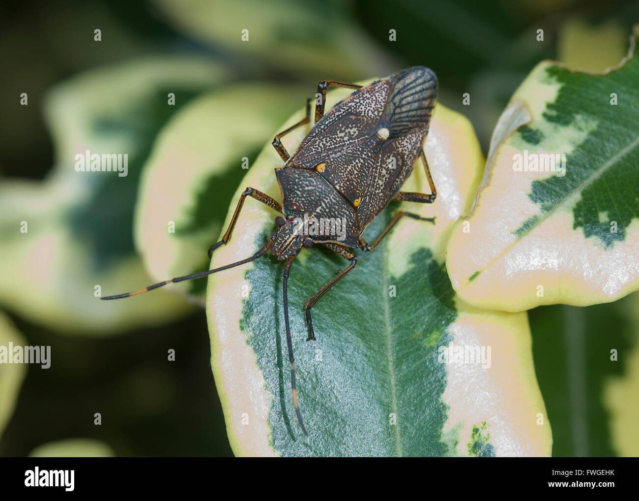 Pentatomidae The Eggs And Nymphs Of Predatory Stink Bugs (Hemiptera