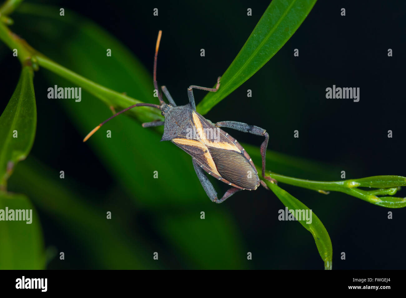 Crusader bugs hi-res stock photography and images - Alamy