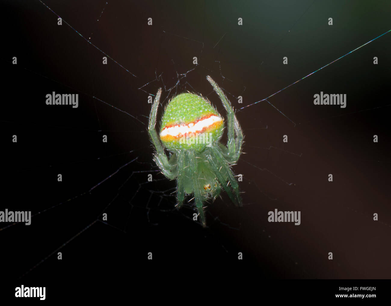 Wheel spiders hi-res stock photography and images - Alamy