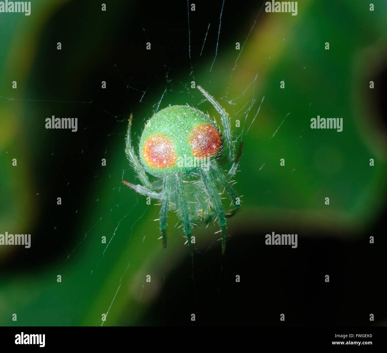 Wheel Weaving Spider (Eriophora circulissparsus), Western Australia, WA ...