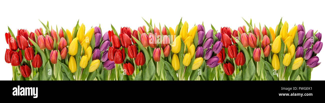 Spring tulip border hi-res stock photography and images - Alamy