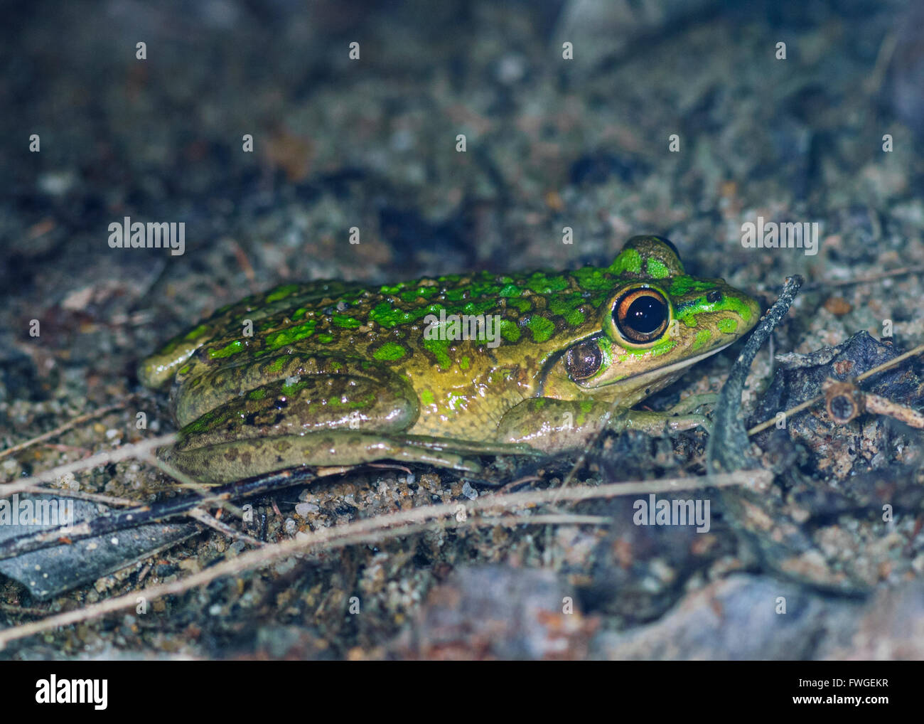 Australian frogs hi-res stock photography and images - Alamy