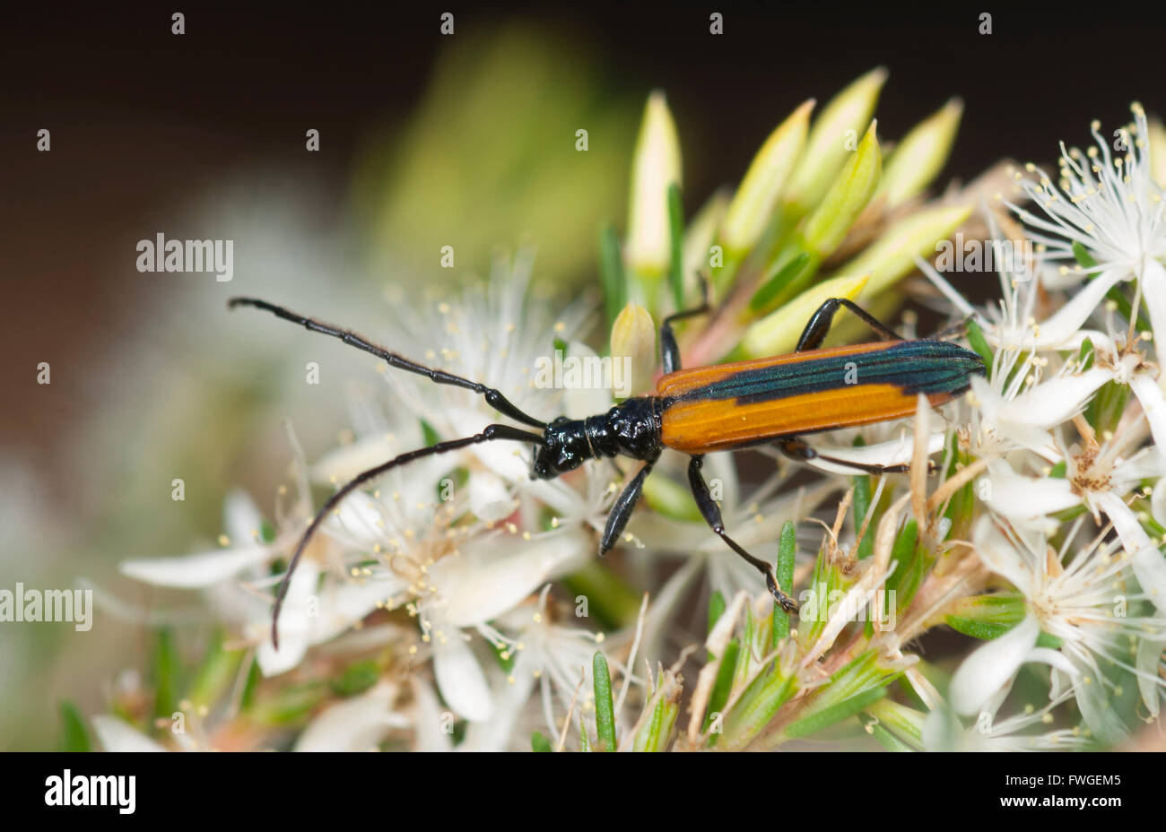 Longhorn Beetle, Western Australia, Australia Stock Photo - Alamy