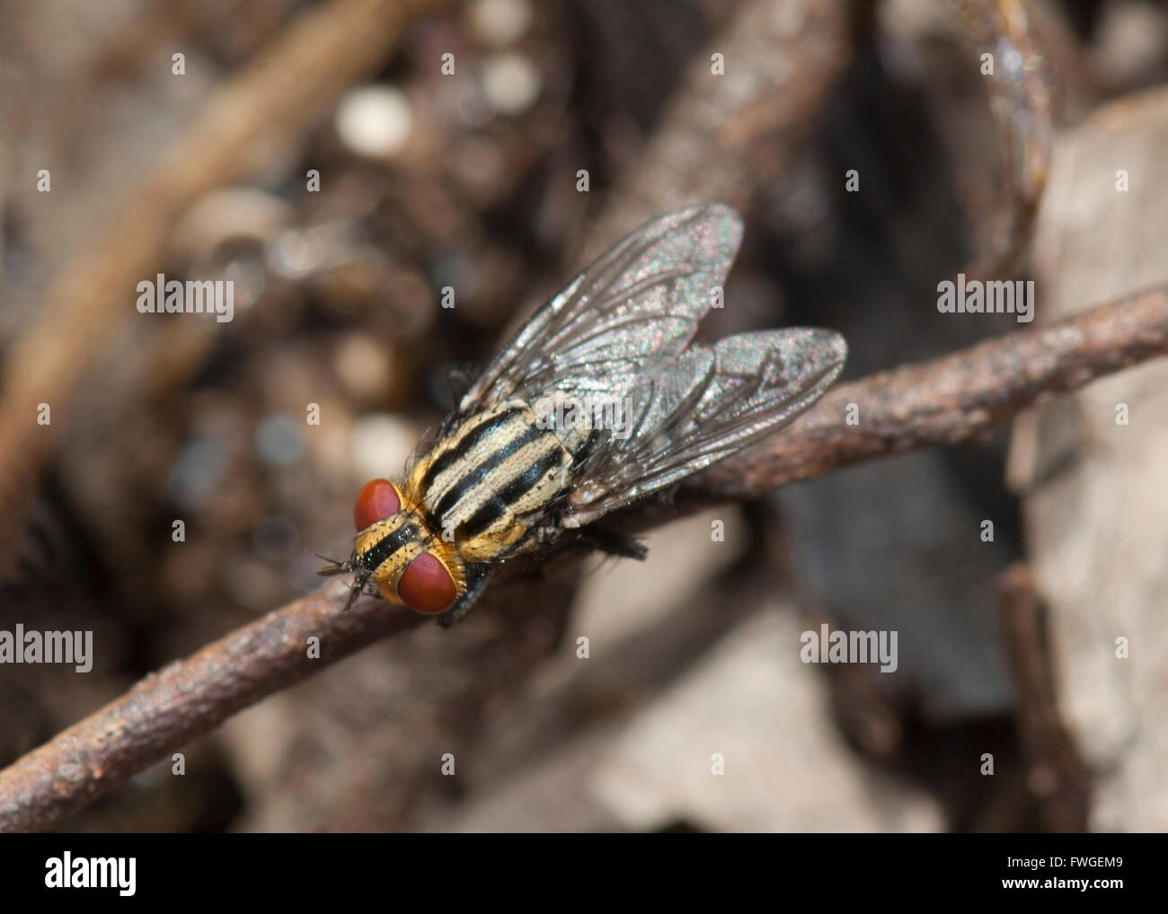 Flesh Fly (Sarcophaga sp.), Stirling Range National Park, Western ...