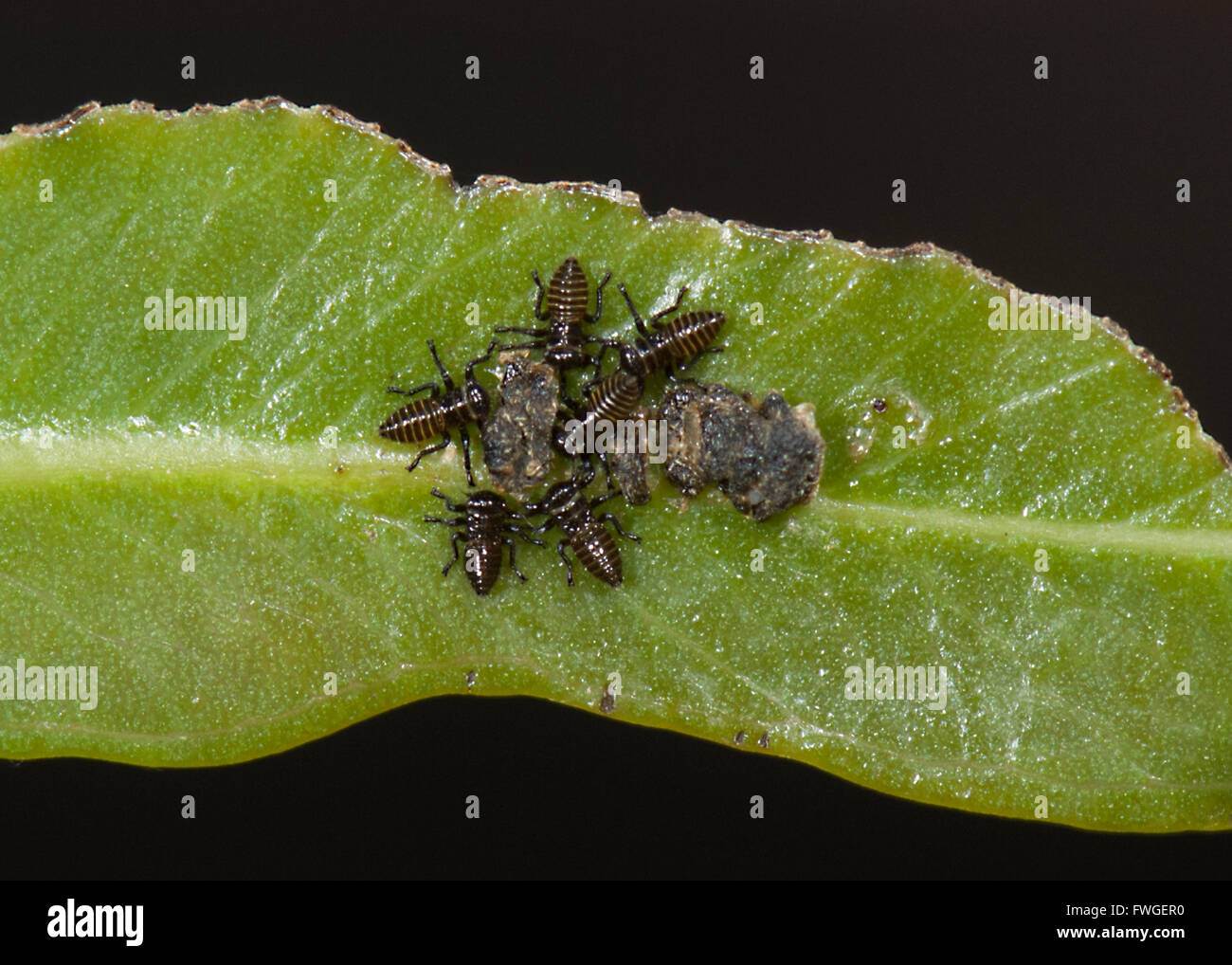 Australian planhoppers hi-res stock photography and images - Alamy