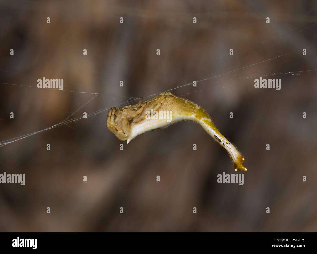 Australian Scorpion High Resolution Stock Photography and Images - Alamy