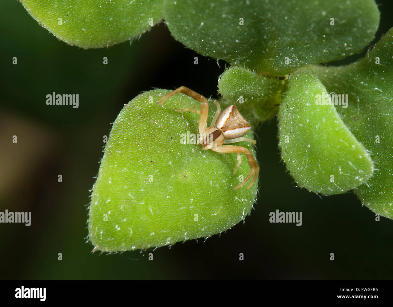 Trapezia hi-res stock photography and images - Alamy