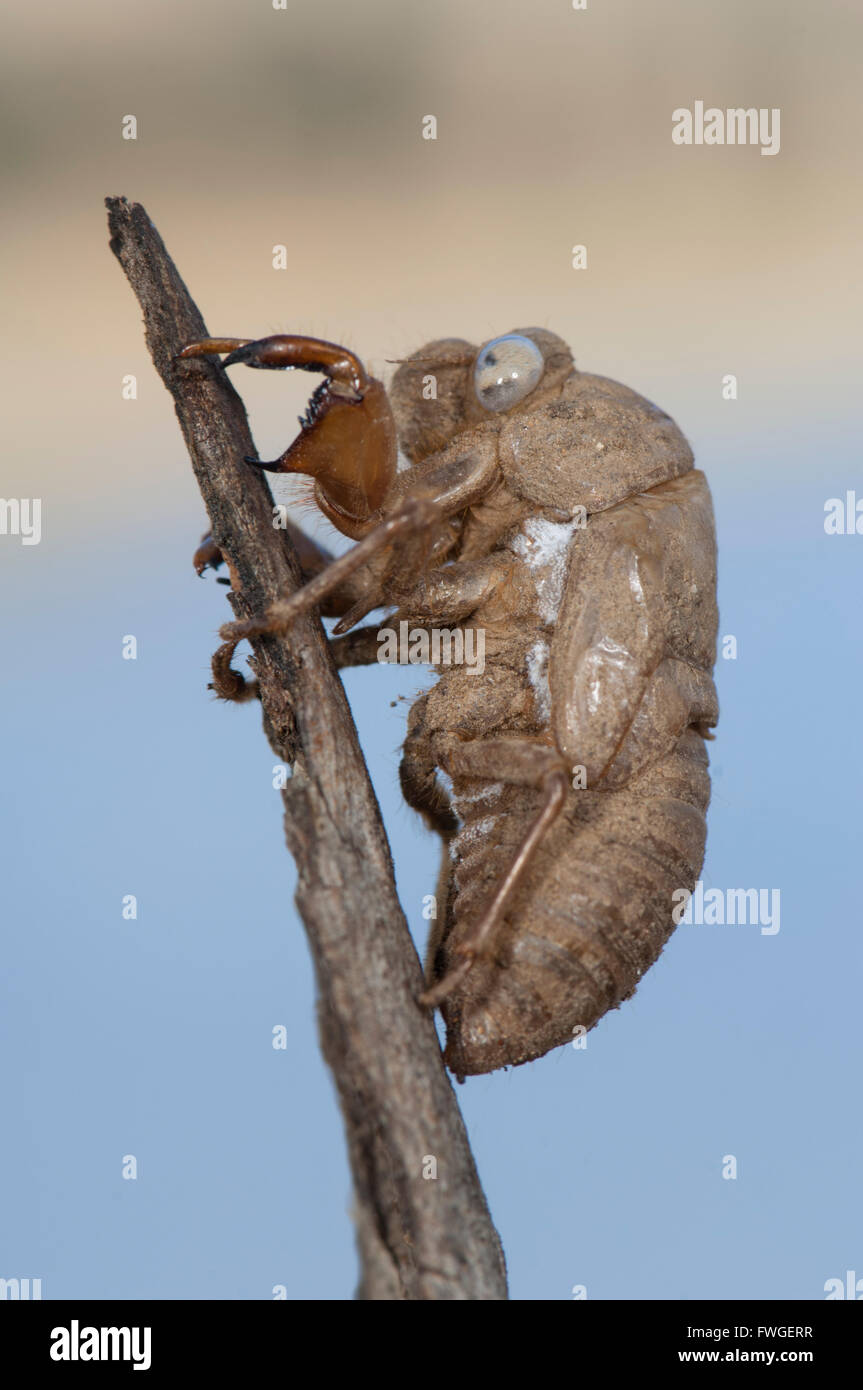 Cicada Exoskeleton, New South Wales, Australia Stock Photo - Alamy