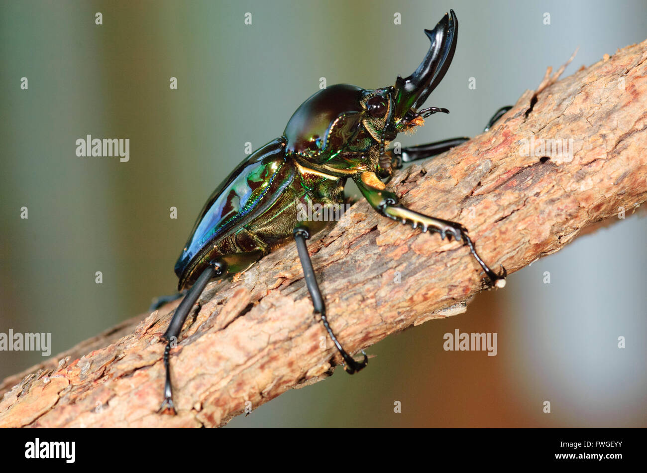 Rainbow Stag Beetle