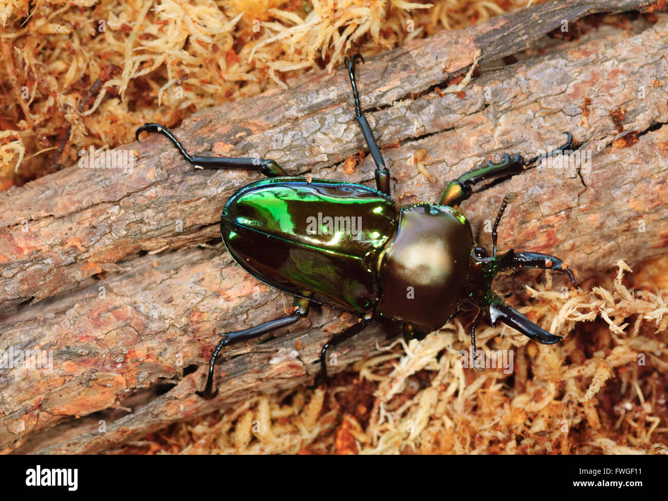 Rainbow Stag Beetle