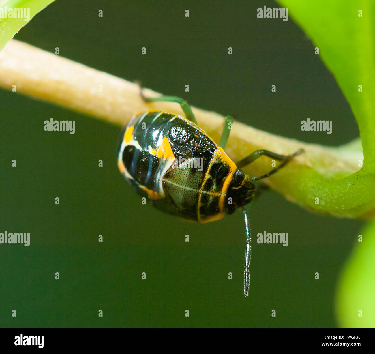 Green stink bugs hi-res stock photography and images - Alamy