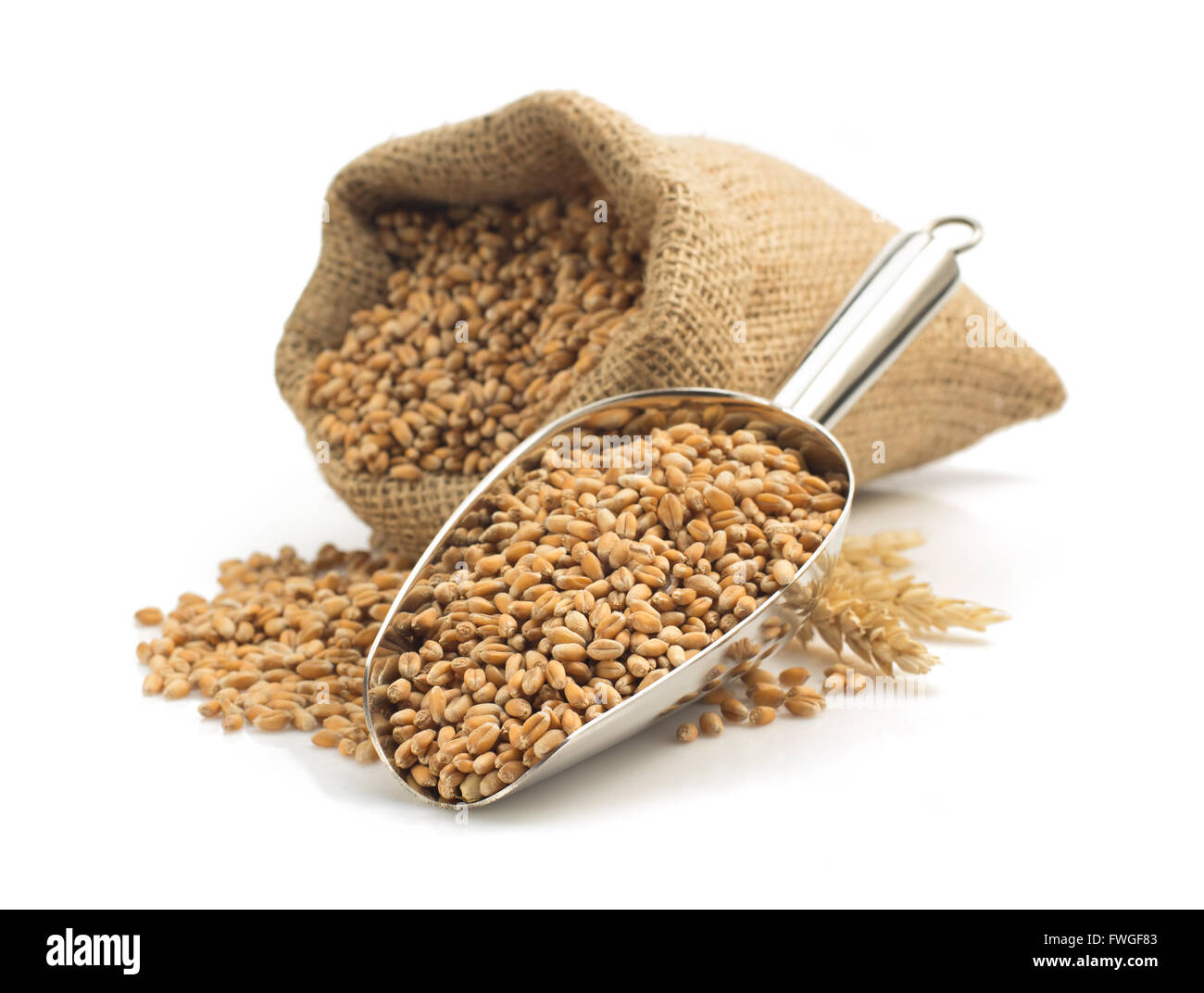wheat grain in scoop isolated on white background Stock Photo - Alamy