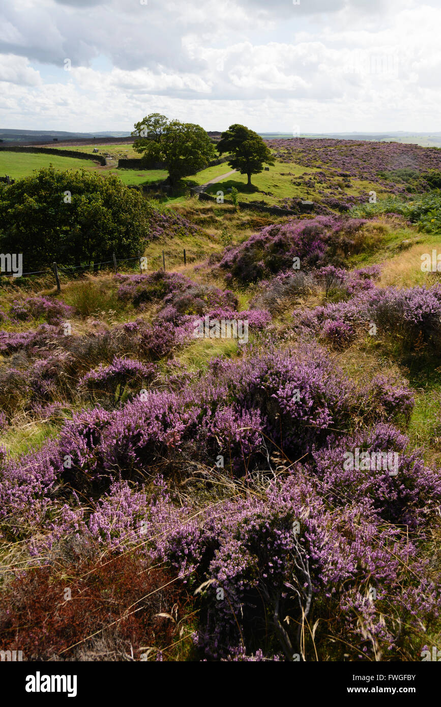Peak District National Park Derbyshire England Stock Photo - Alamy