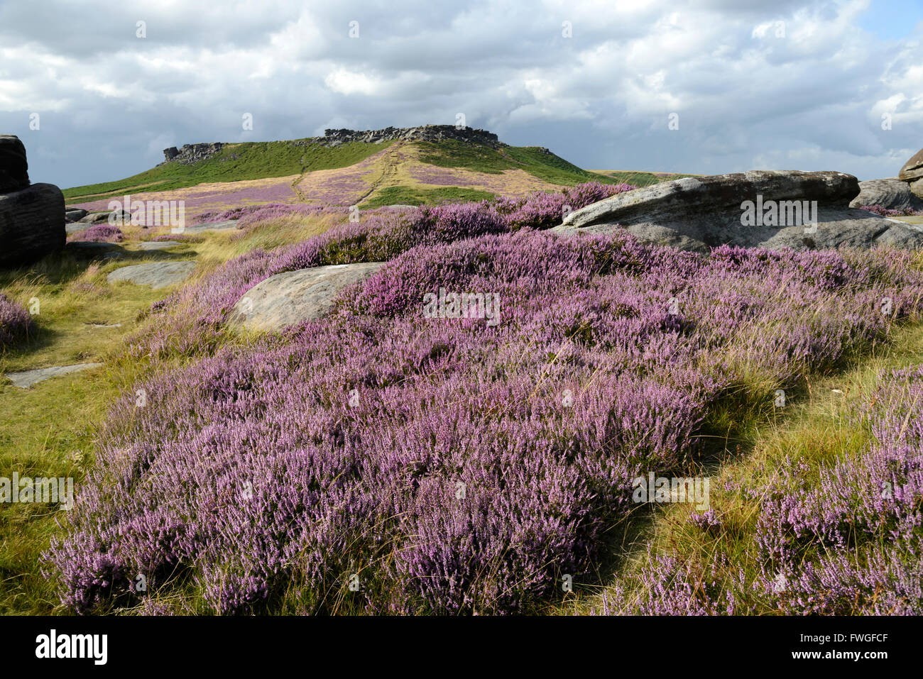 Purple heather in bloom Peak District National Park Derbyshire England ...