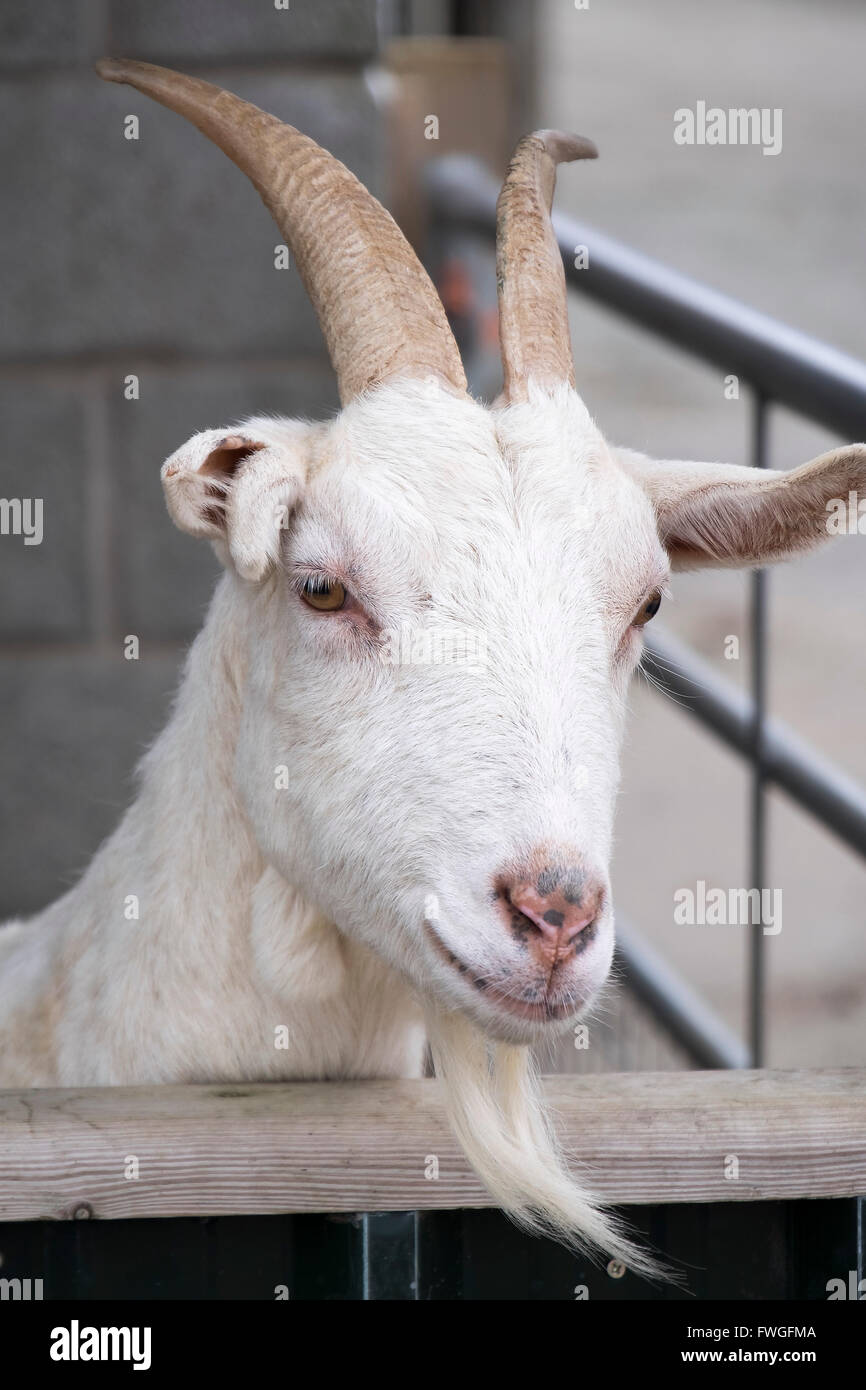 Hairy goat hi-res stock photography and images - Alamy