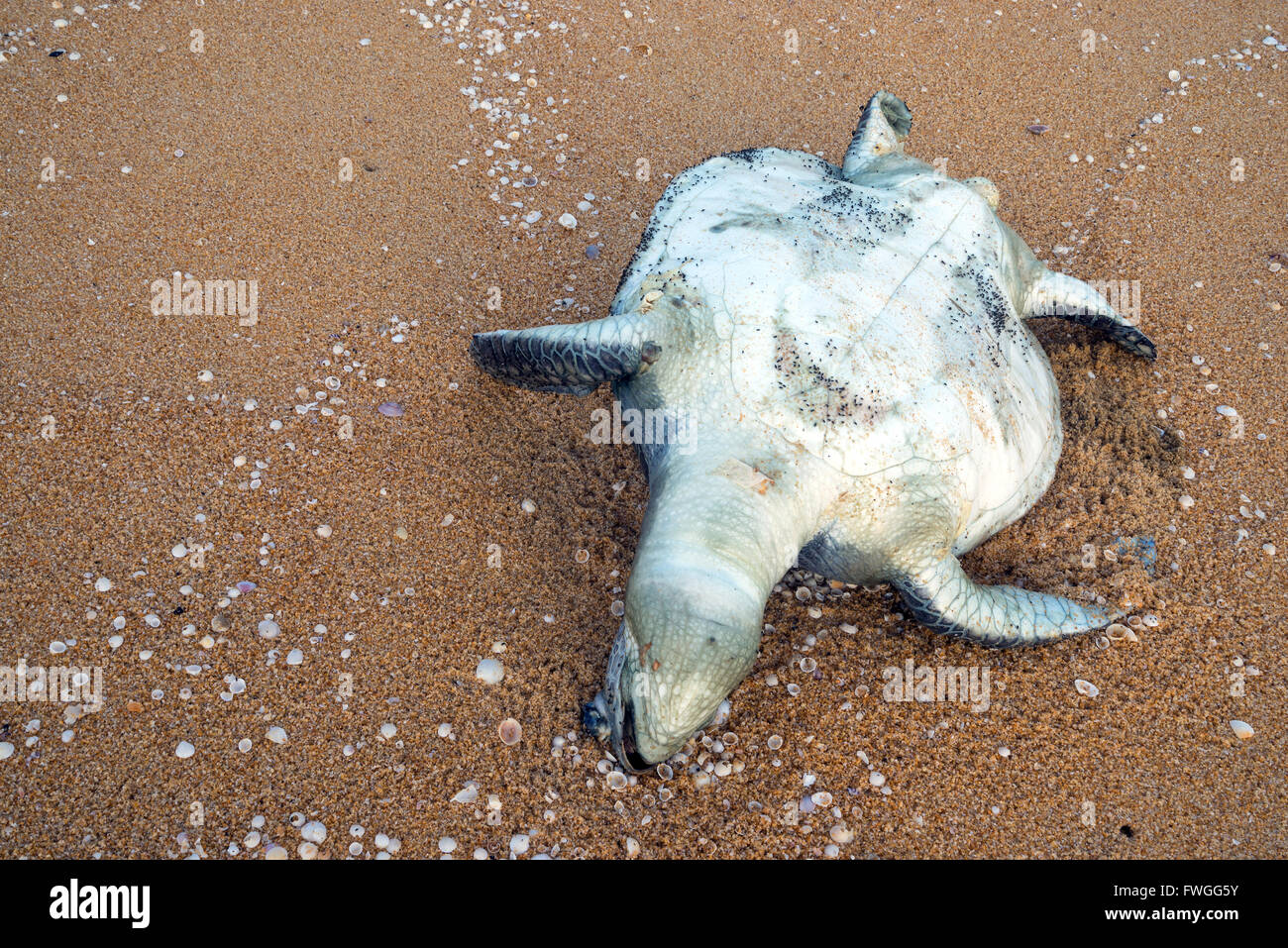 A dead sea turtle due to unknown reason lies on a beach along ...