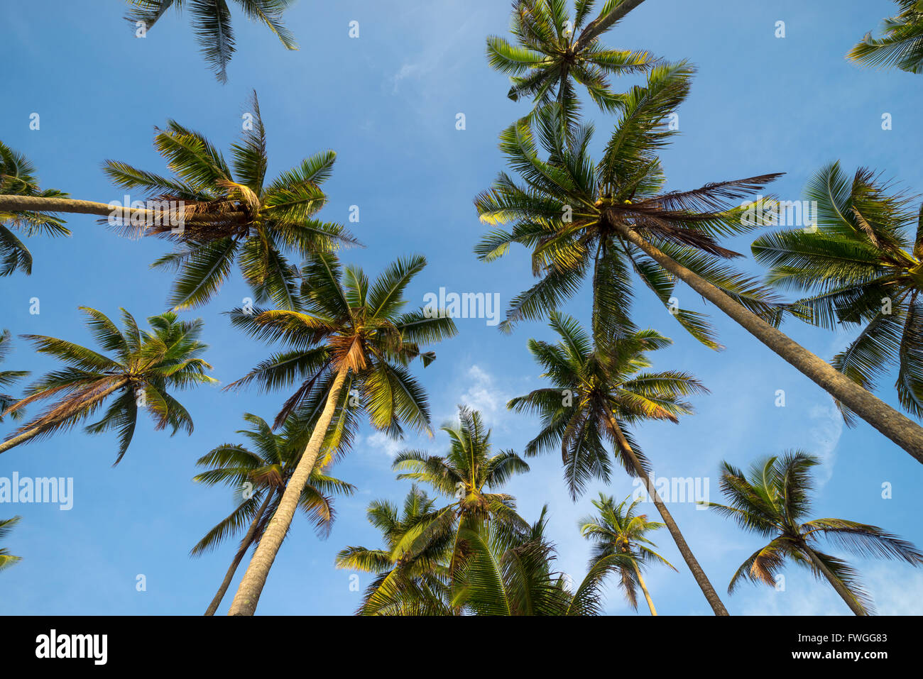 Coconut palm trees in perspective view from below Stock Photo - Alamy