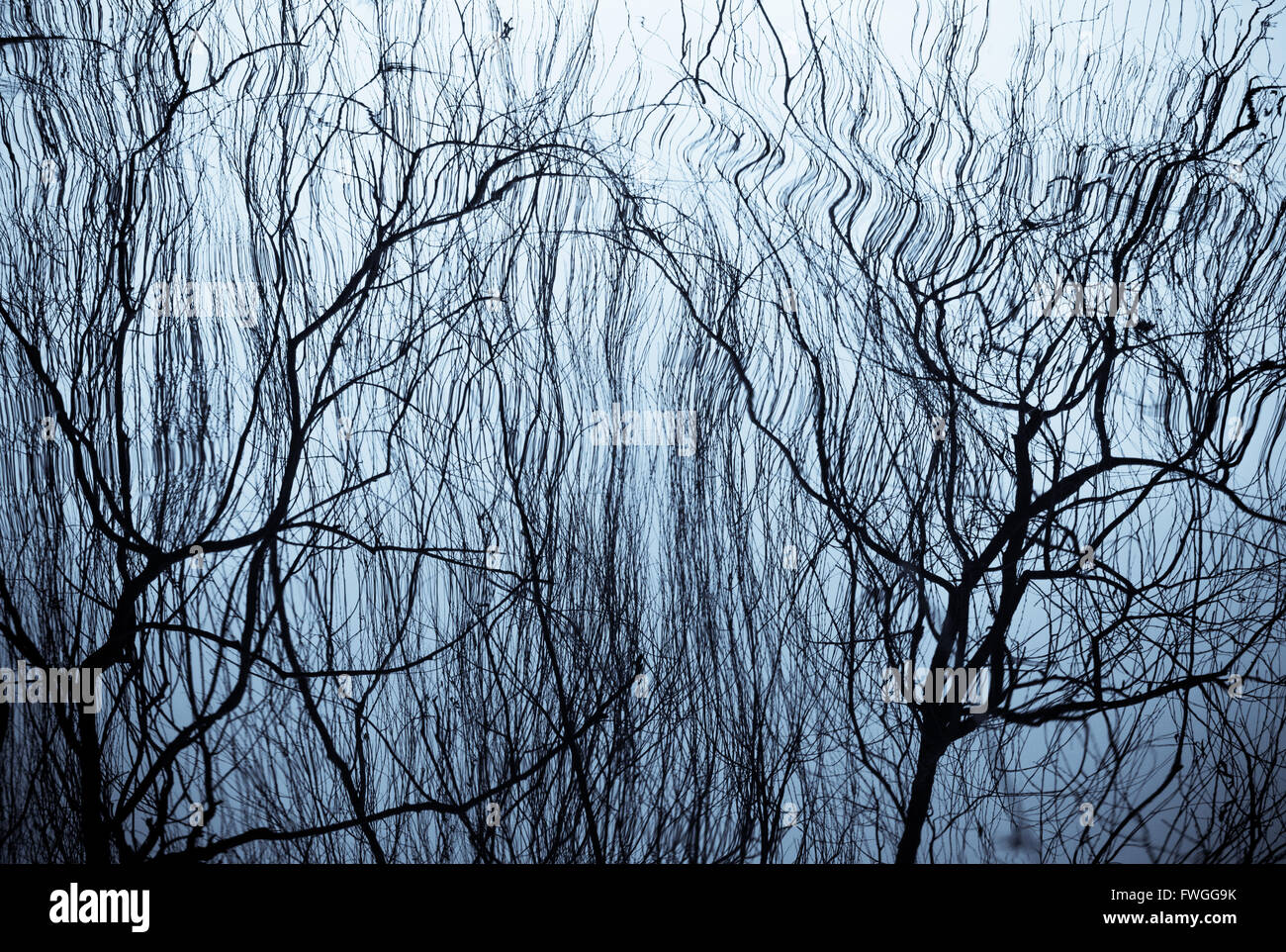 water surface with ripples and tree branch reflection Stock Photo - Alamy