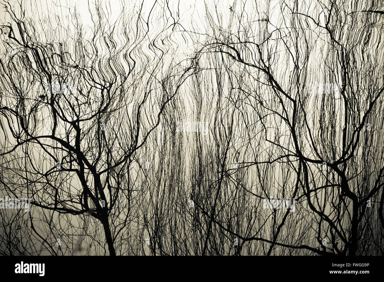 water surface with ripples and tree branch reflection Stock Photo - Alamy