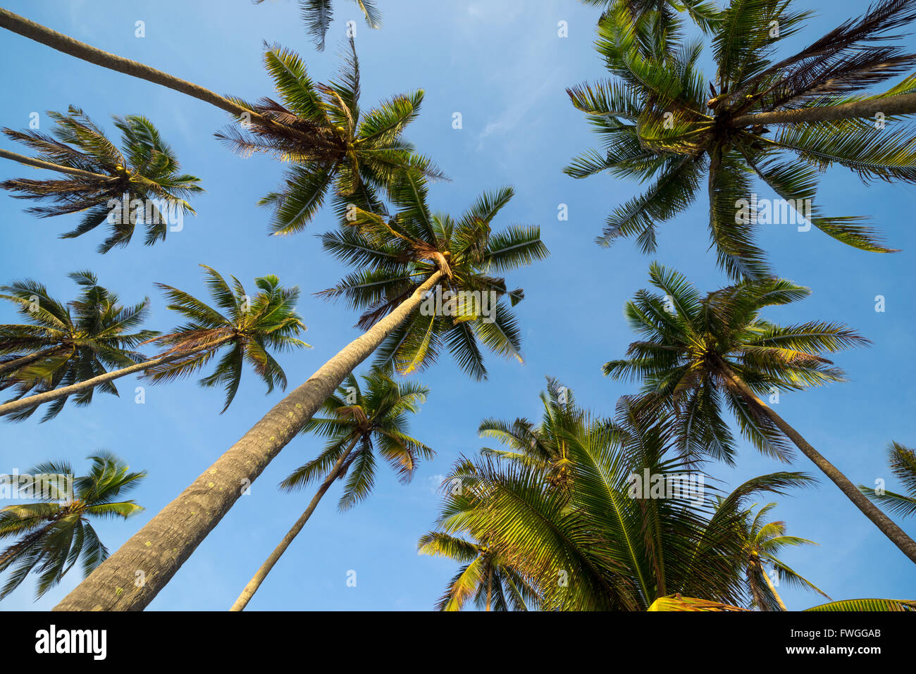 Coconut palm trees in perspective view from below Stock Photo - Alamy