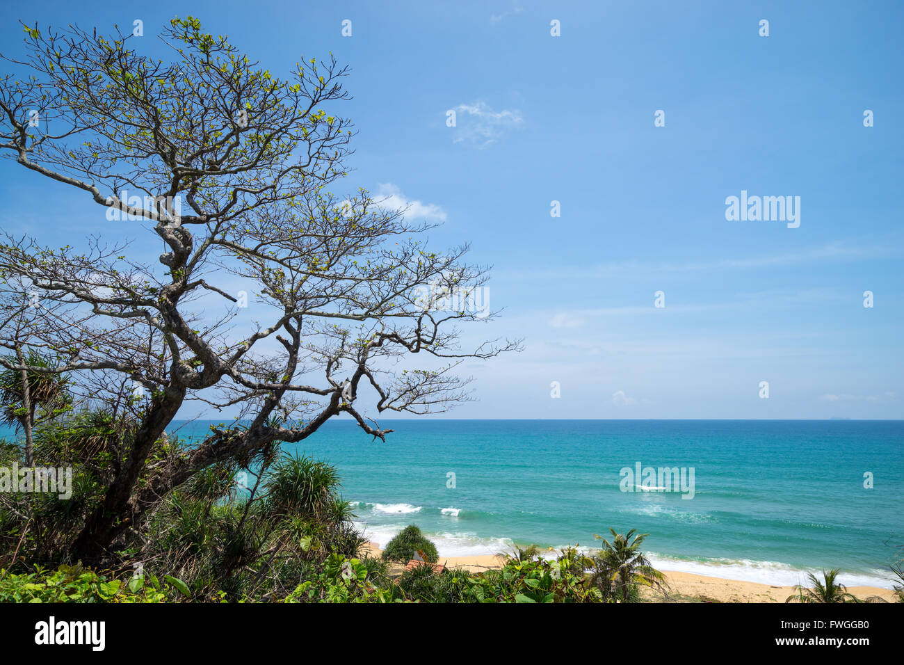 Lonely tree on the sandy beach in a sunny day Stock Photo - Alamy
