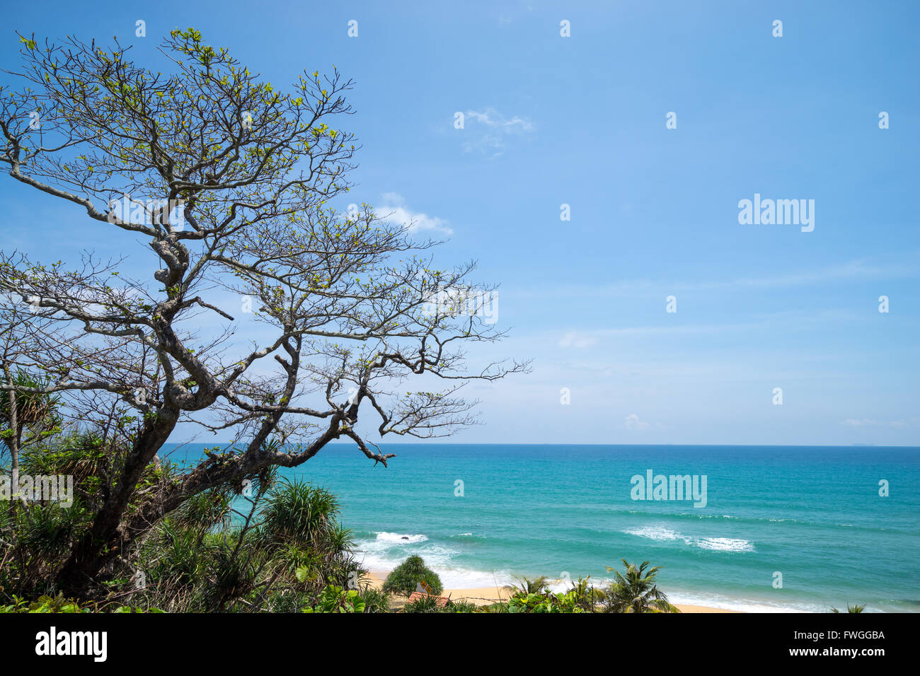 Lonely tree on the sandy beach in a sunny day Stock Photo - Alamy