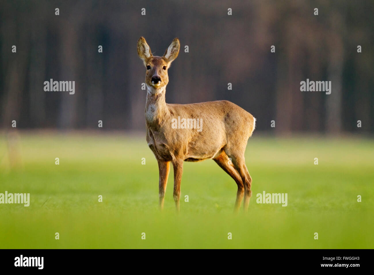 Roe Deer At Field High Resolution Stock Photography and Images - Alamy