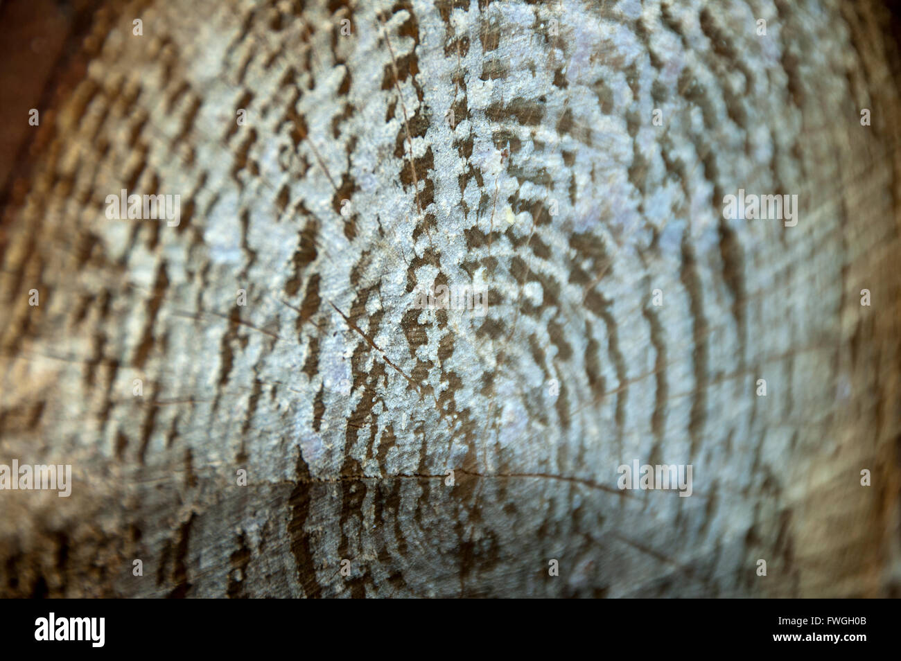 Trunk of tree Stock Photo - Alamy