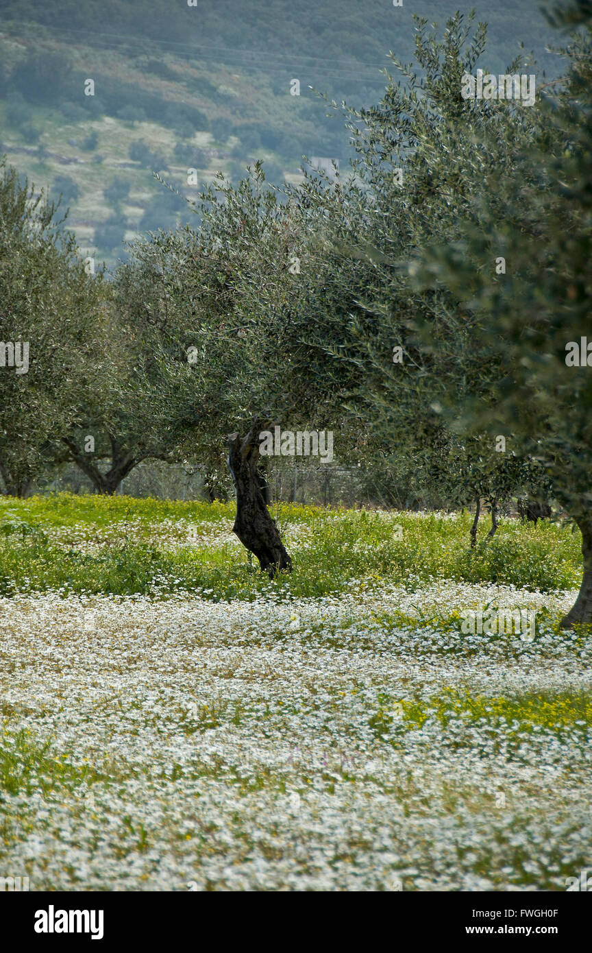 Old olive trees Stock Photo - Alamy