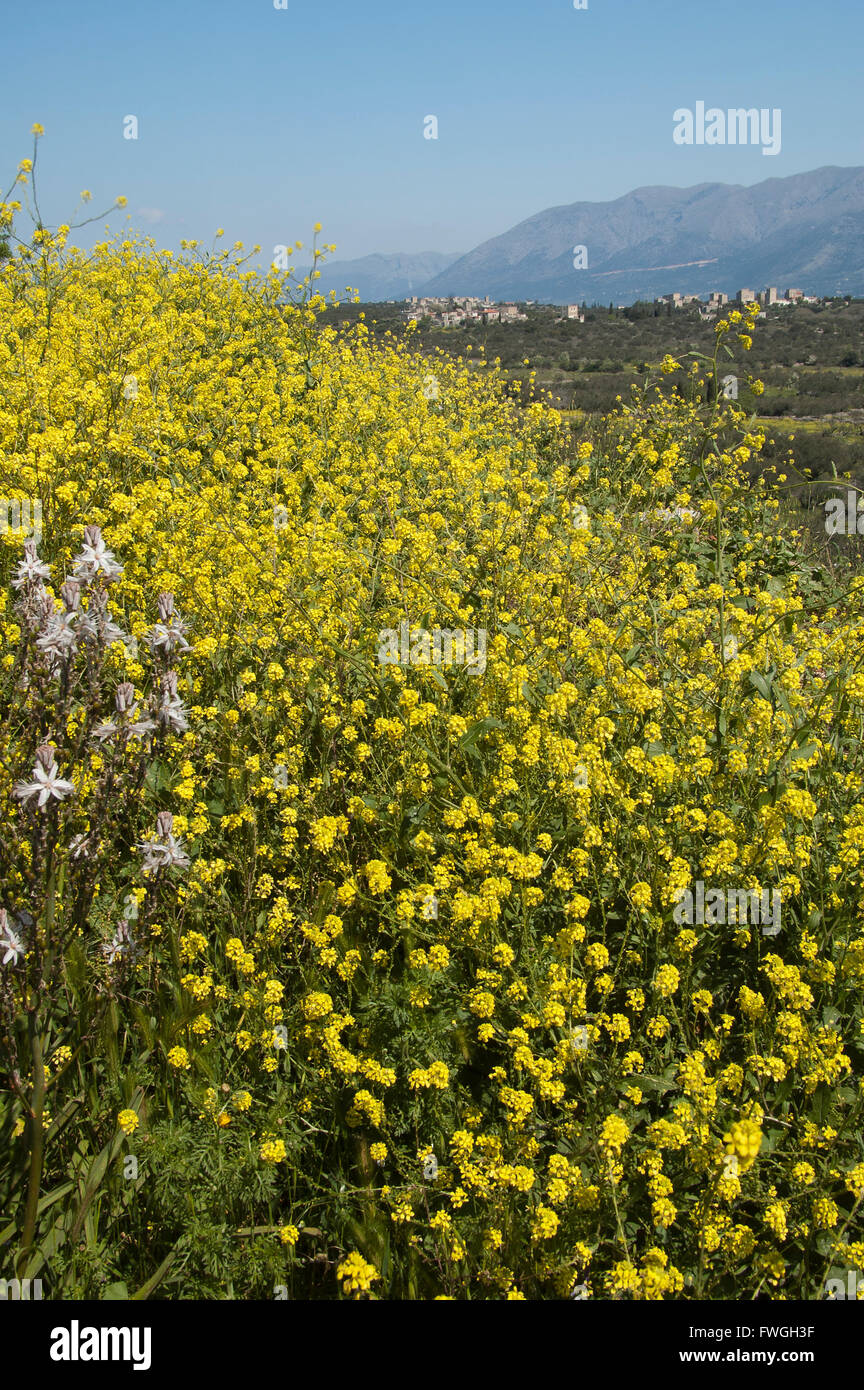 Old traditional village of Mani, Greece Stock Photo - Alamy