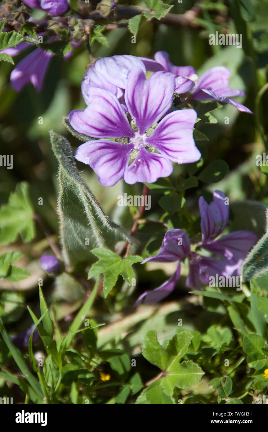 Purple wild geranium Stock Photo - Alamy