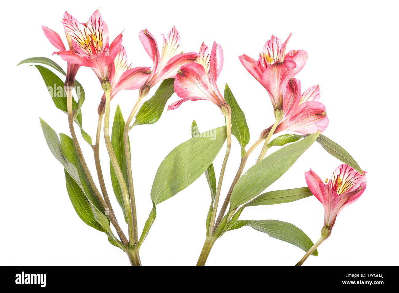 Peruvian lilies hi-res stock photography and images - Alamy