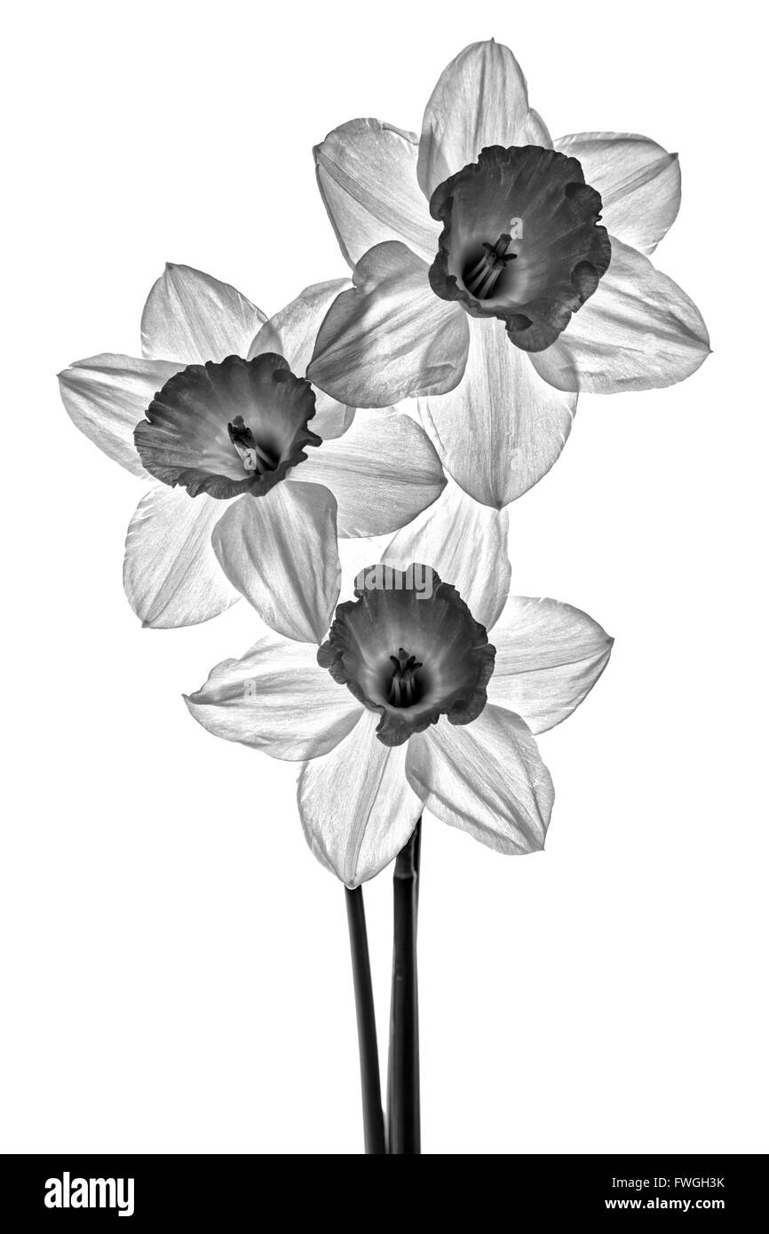 Daffodils in black and white Stock Photo - Alamy