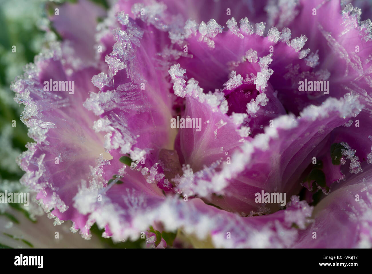 frozen cabbage in winter with ice crystal Stock Photo - Alamy