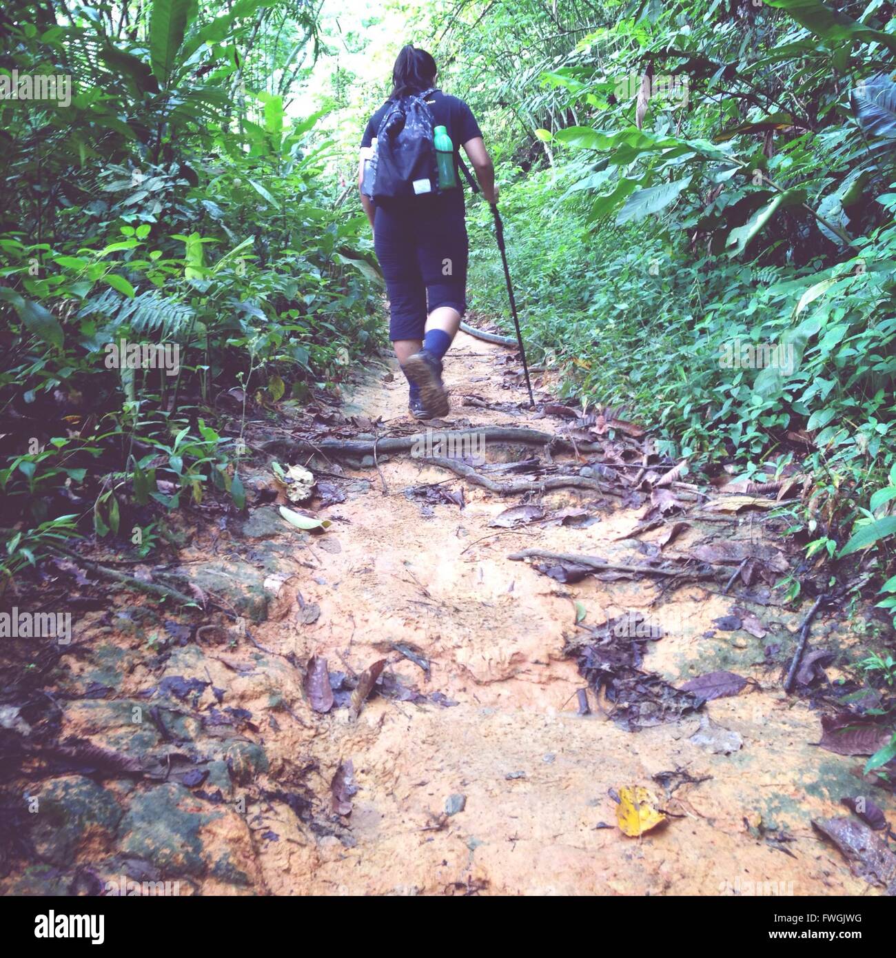 Jungle path hi-res stock photography and images - Alamy