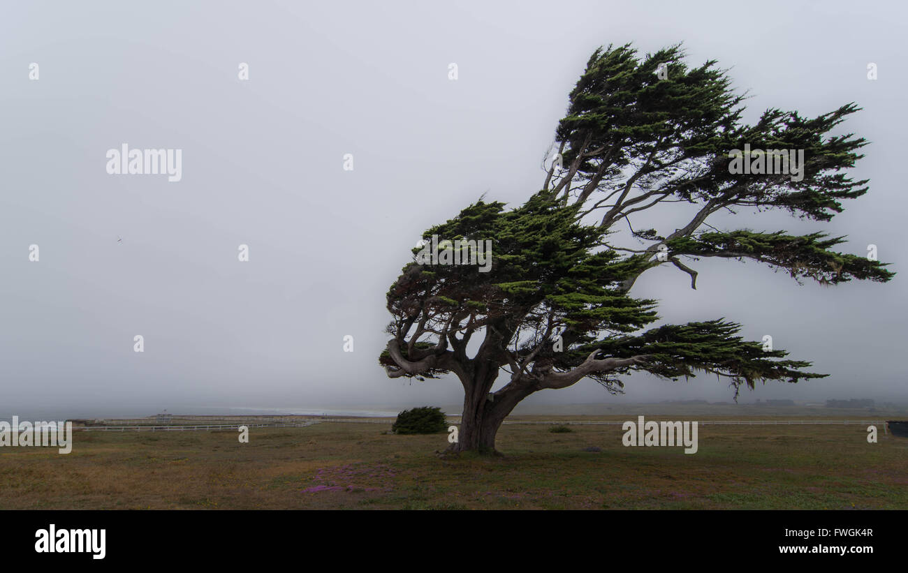 Wind tree landscape hi-res stock photography and images - Alamy