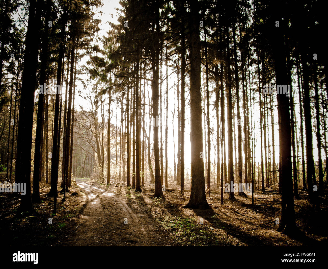 Through pine trees hi-res stock photography and images - Alamy