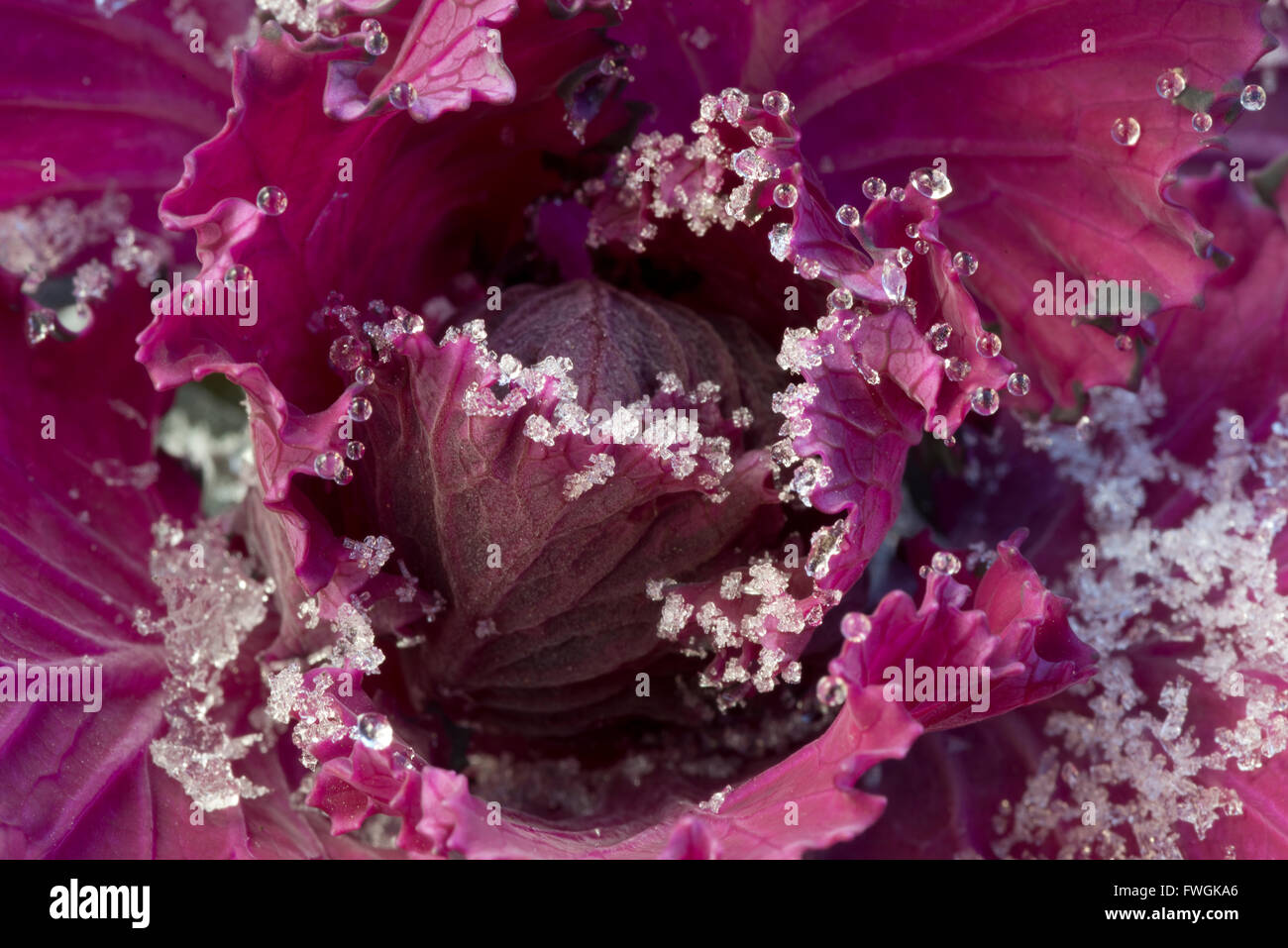 frozen cabbage in winter with ice crystal Stock Photo - Alamy