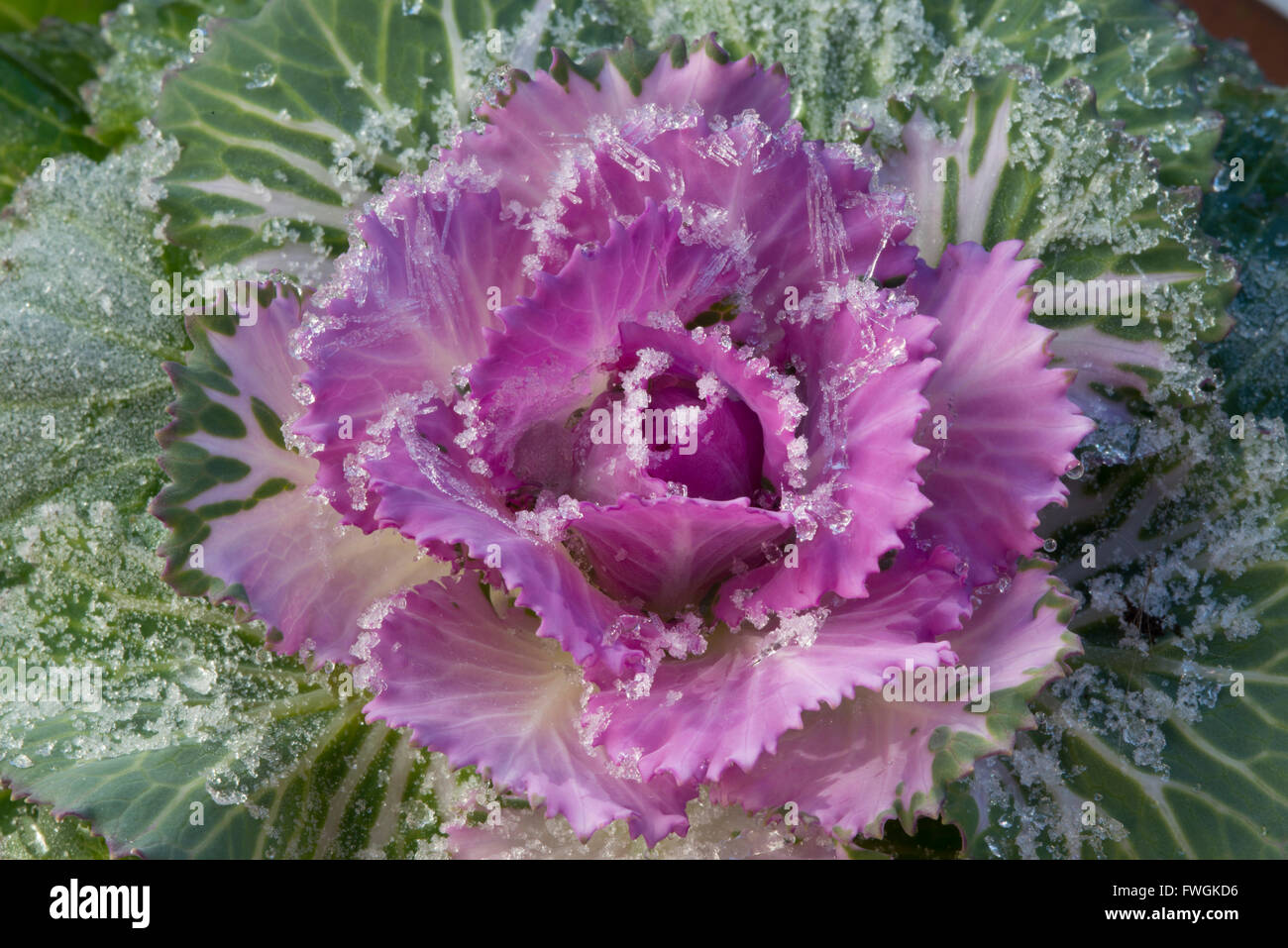 frozen cabbage in winter with ice crystal Stock Photo - Alamy