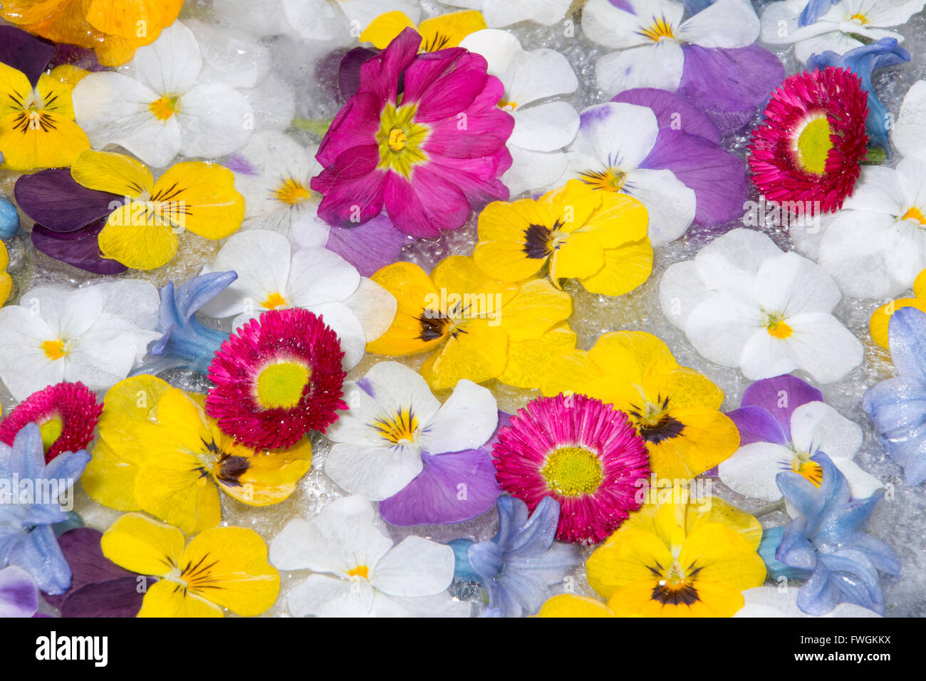 beautiful frozen spring flowers in spring setting Stock Photo - Alamy
