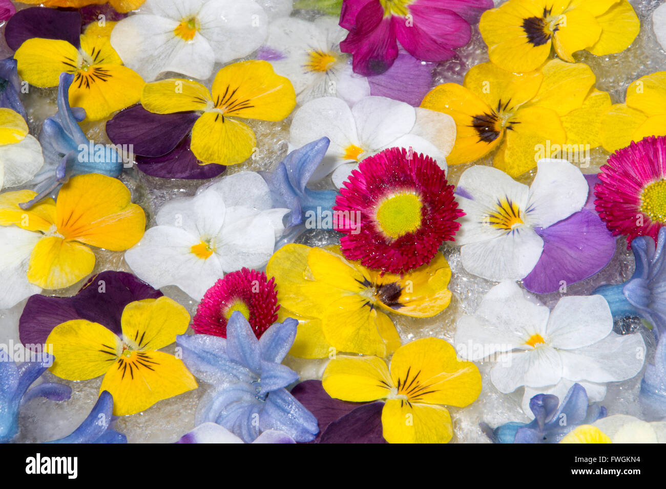 beautiful frozen spring flowers in spring setting Stock Photo - Alamy