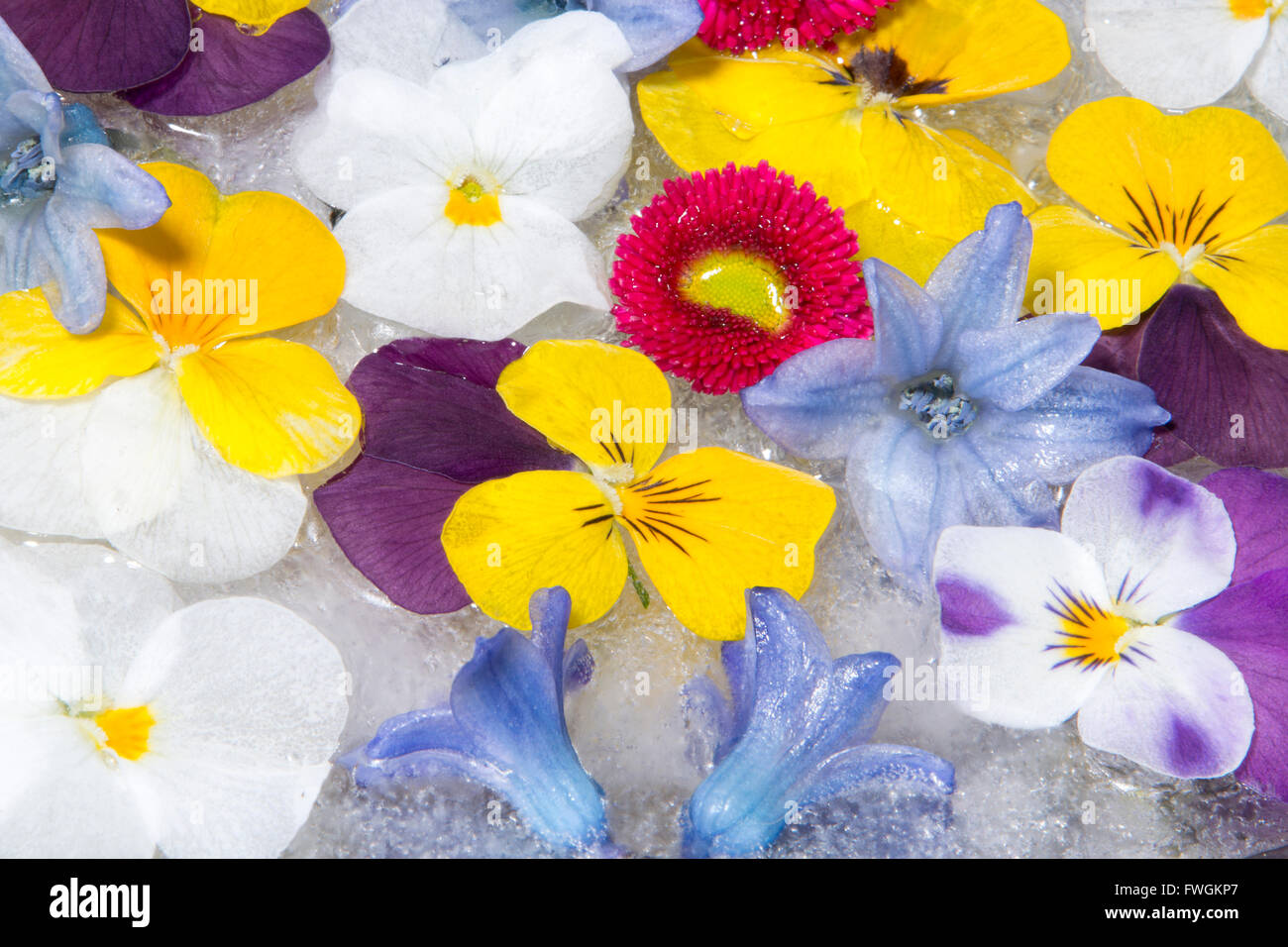 beautiful frozen spring flowers in spring setting Stock Photo - Alamy