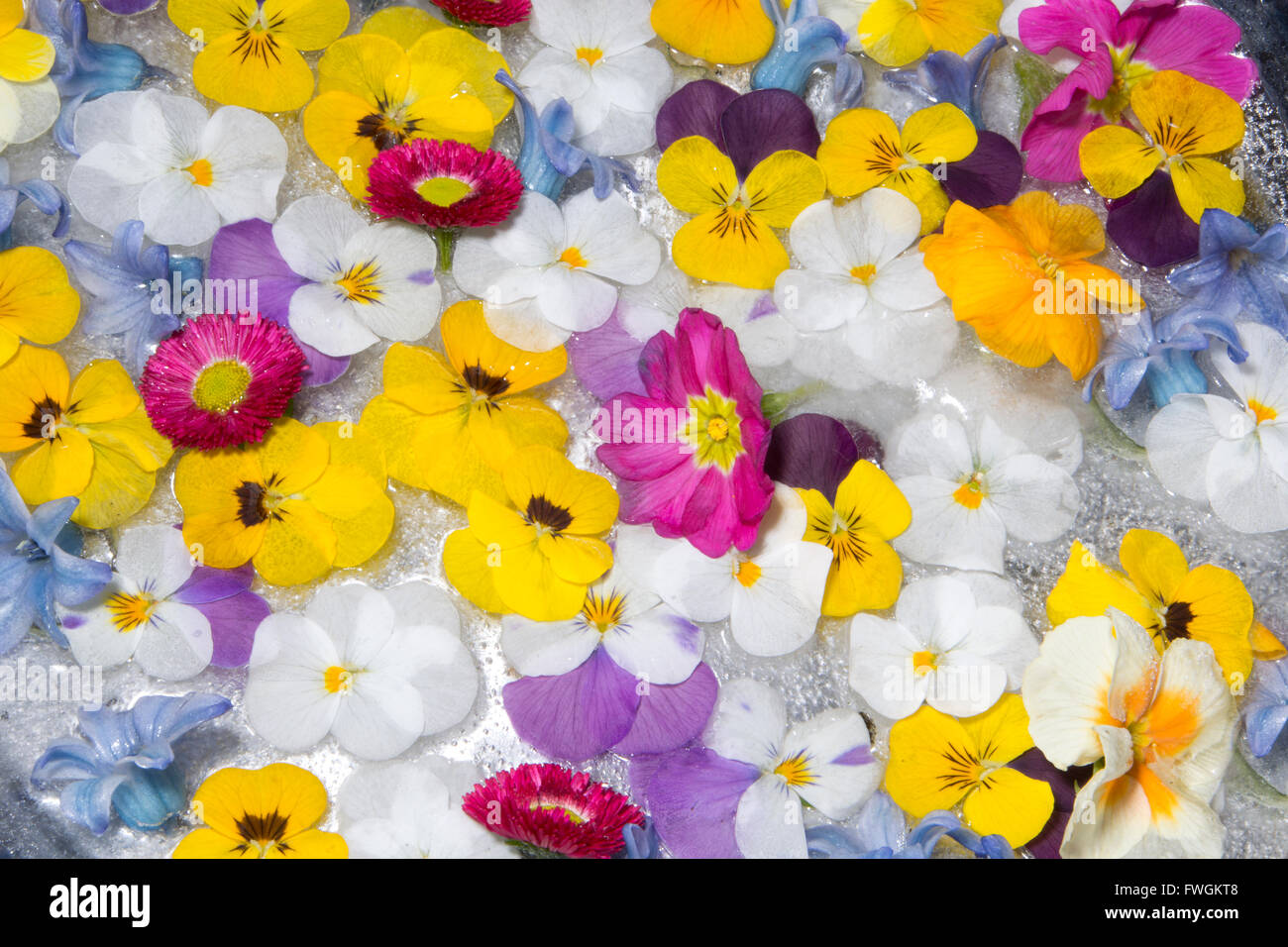 beautiful frozen spring flowers in spring setting Stock Photo - Alamy