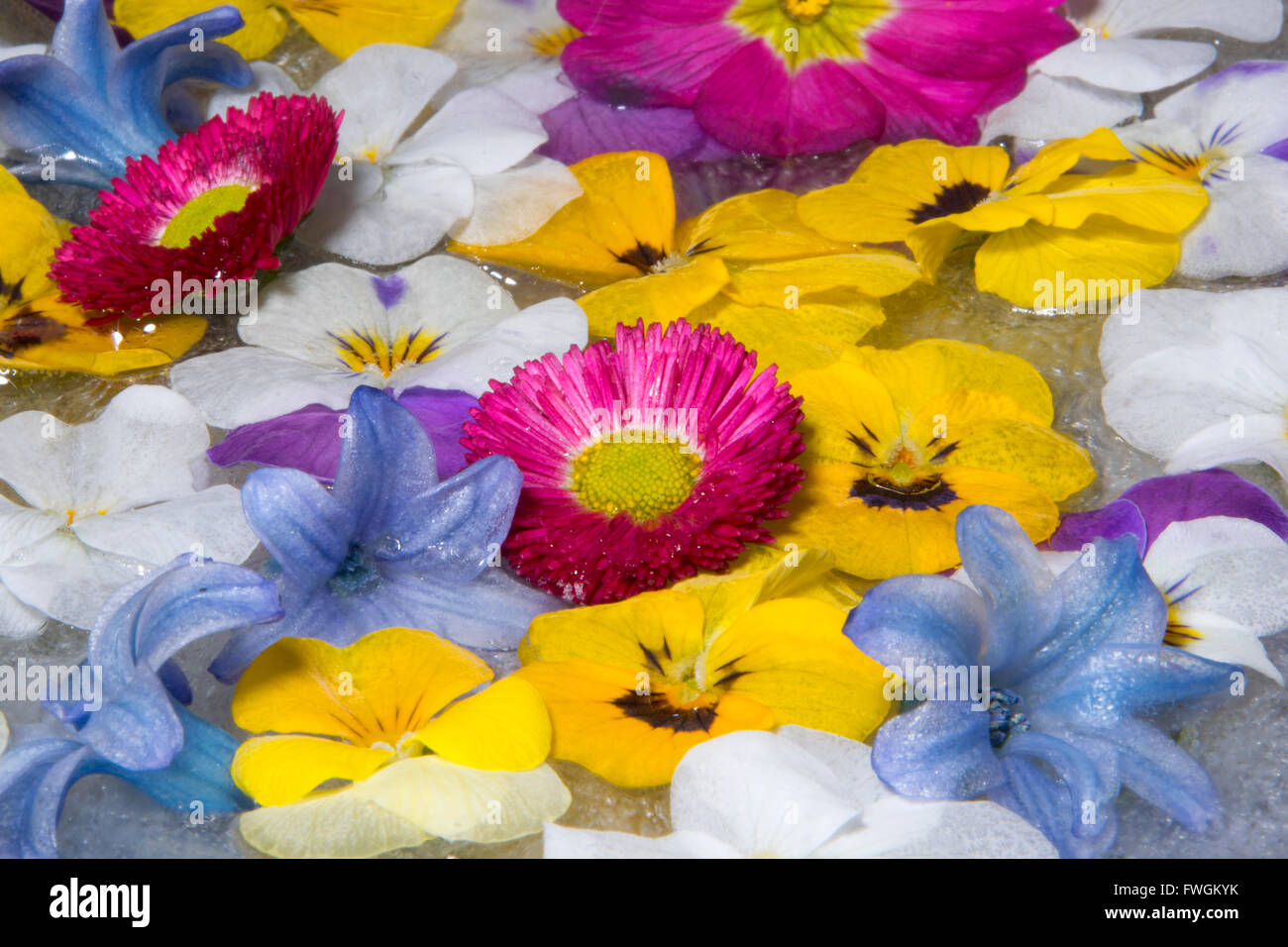 beautiful frozen spring flowers in spring setting Stock Photo - Alamy