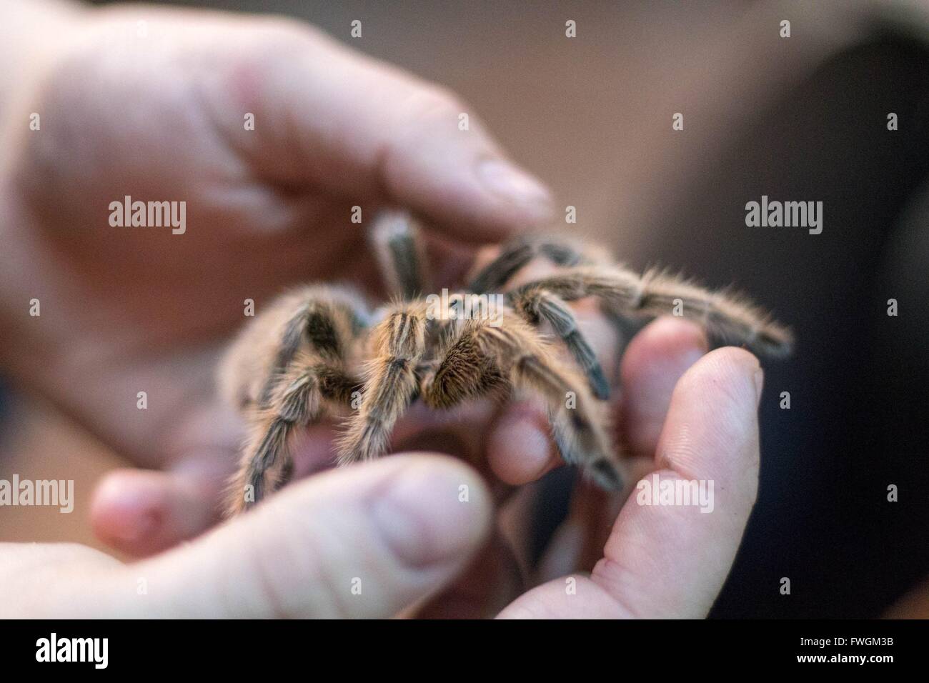 Tarantula Body High Resolution Stock Photography and Images - Alamy